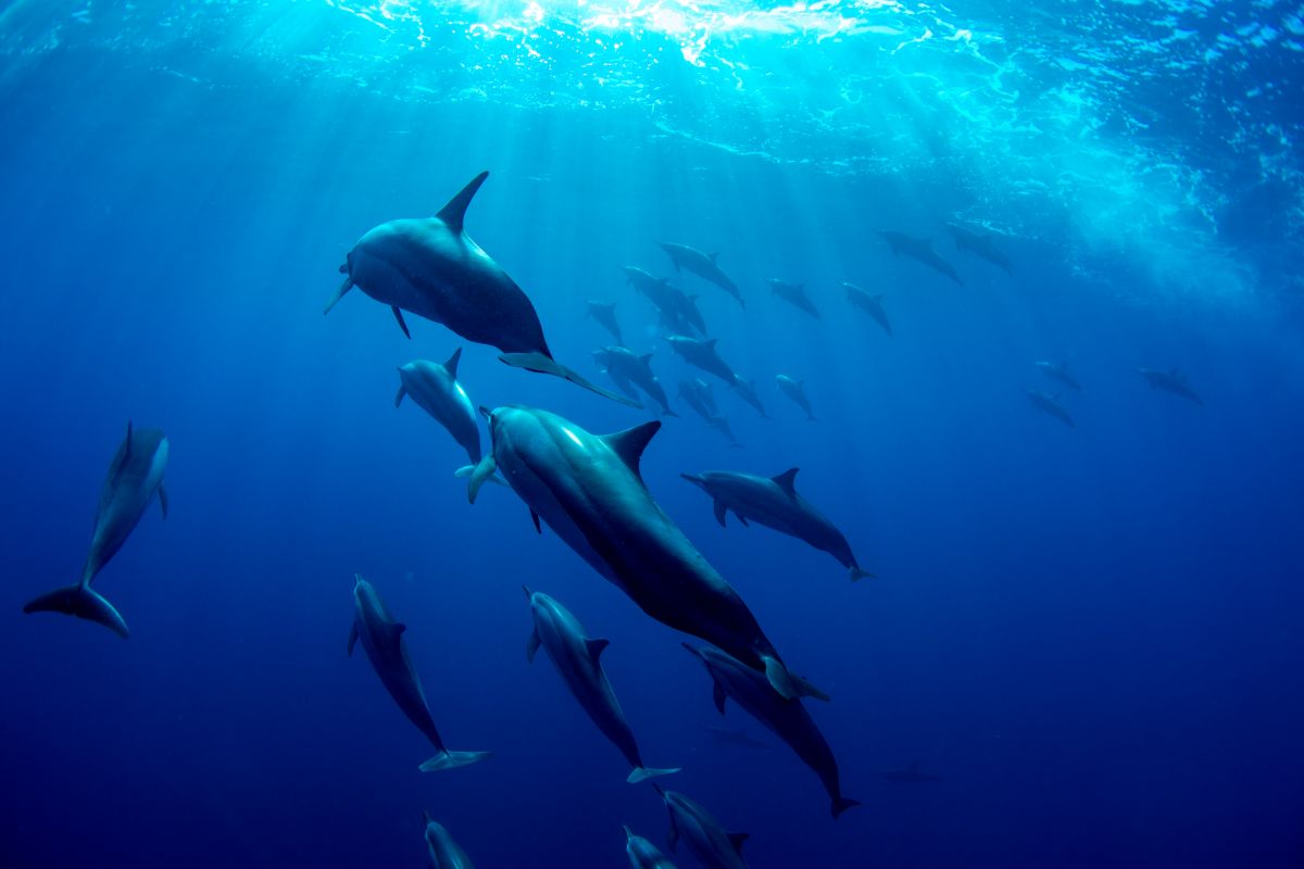 VÝLET ZA DELFÍNY | Delfín Travel